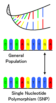 ダイヤモンドSGFET-DNAセンサを利用したSNPs検出